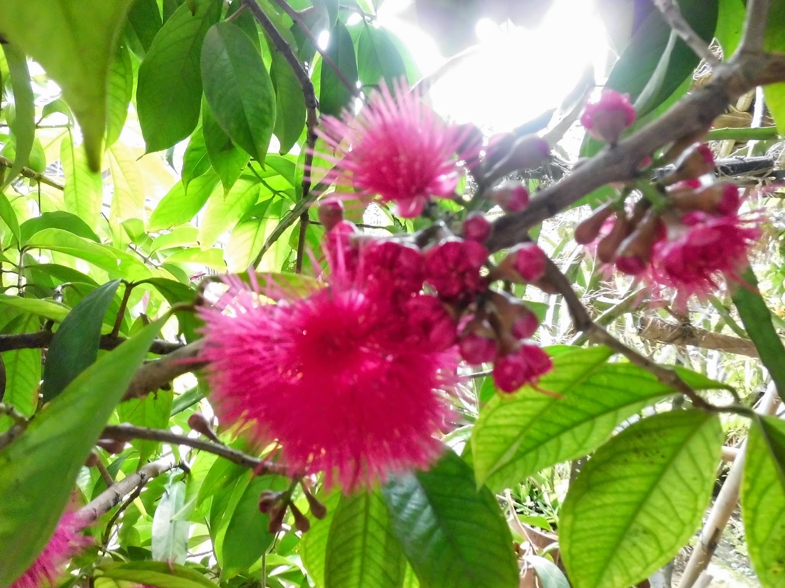 Exotic Plants in Indonesia : Jambu Bol Jamaica