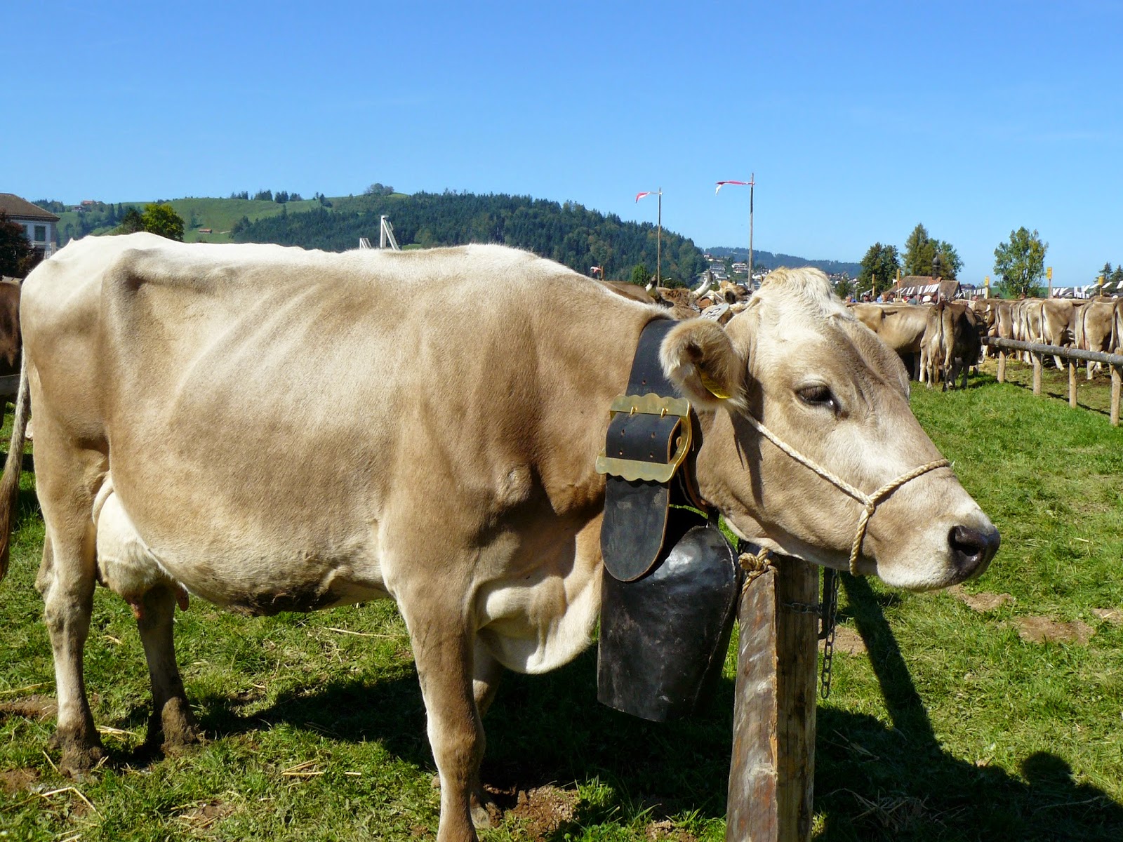 Szwajcarskie krowy