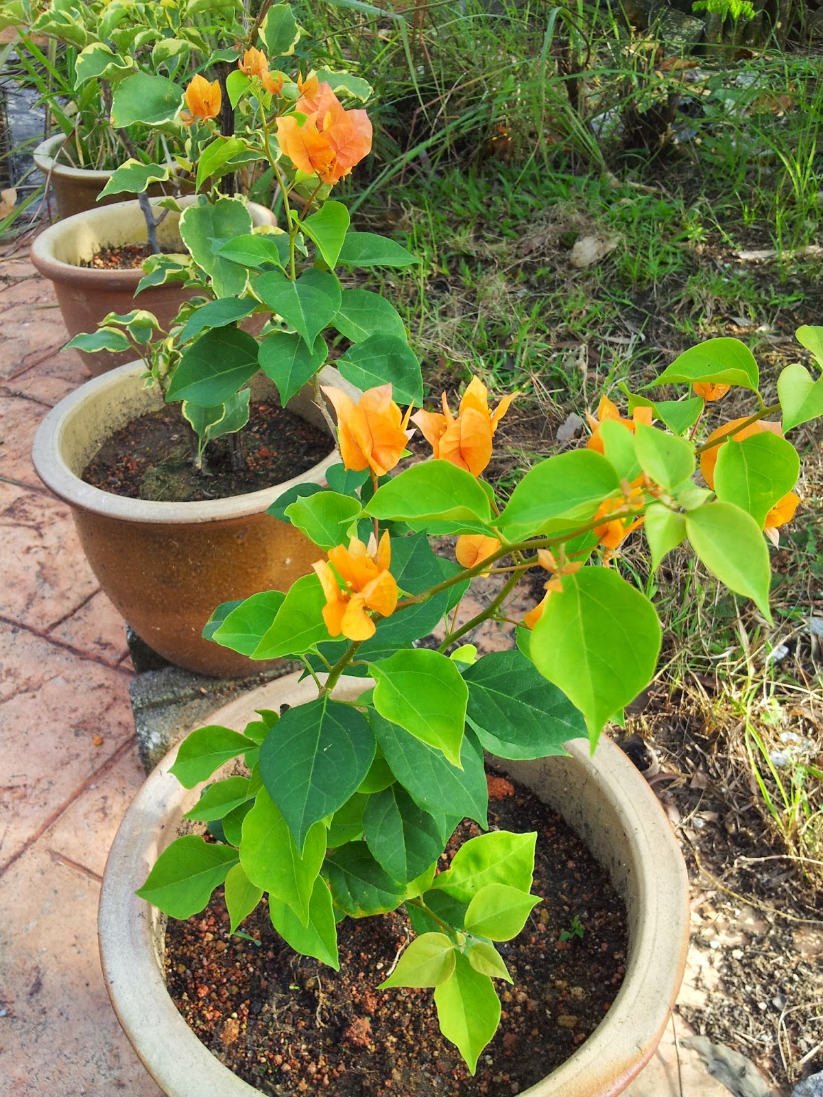 E-NA LOVELY KITCHEN ^_^: Pokok Bunga Kertas