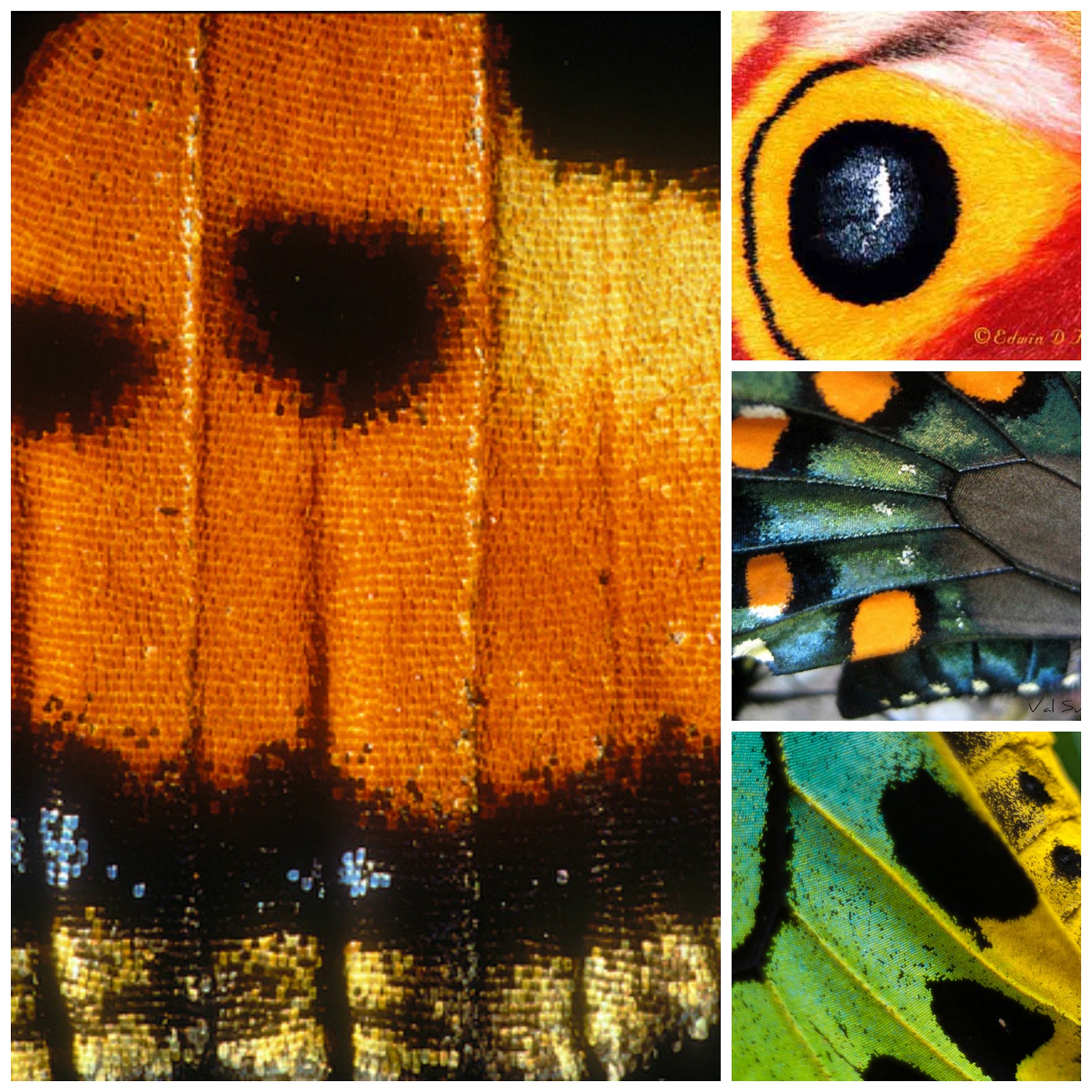 Learning Out Loud: flying colours....