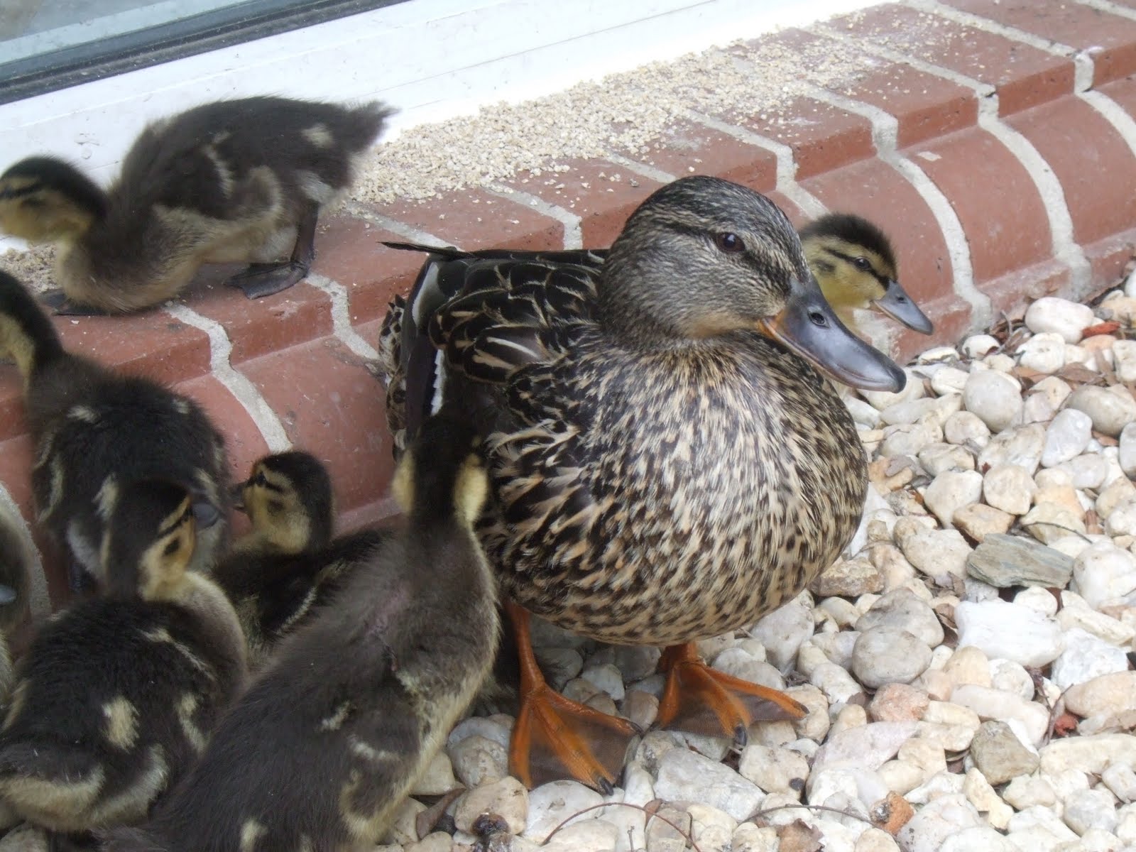 The Adams' Family Farm: Ducklings 2 weeks old 5-1-11 pt 2