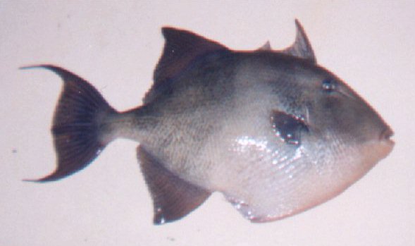 Artes de Pesca: VAMOS A PESCAR TAMBOR