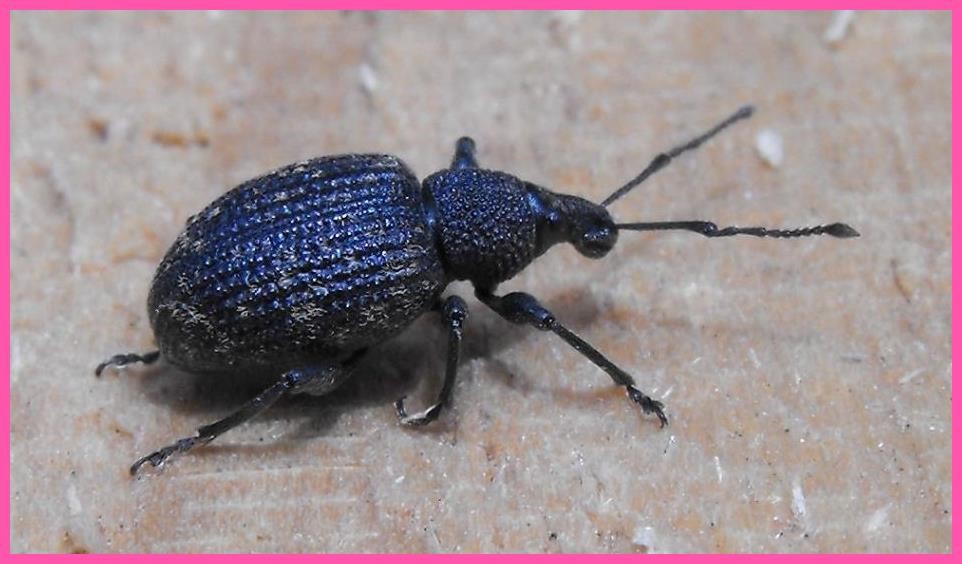 19 Tiny Beetle Like Bugs In Kitchen - GRW8 NOLA WYATT'S BLOG