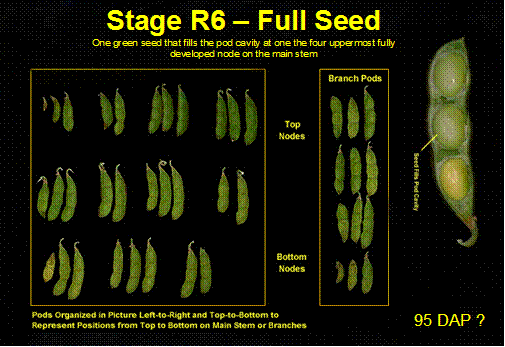 Bill's Forage Files: Crop Alert: August 22, 2013