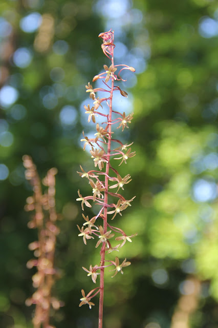 Hoot Owl Karma: The Cranefly - North Carolina's Invisible Native Orchid
