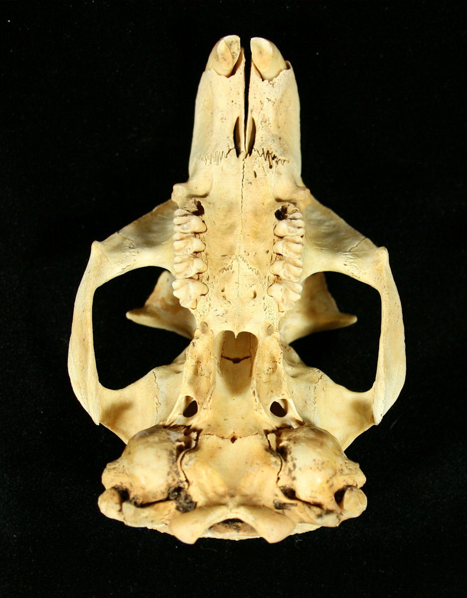 Sue Reno Studio: Groundhog and Green Bean selected for "State of the Art"