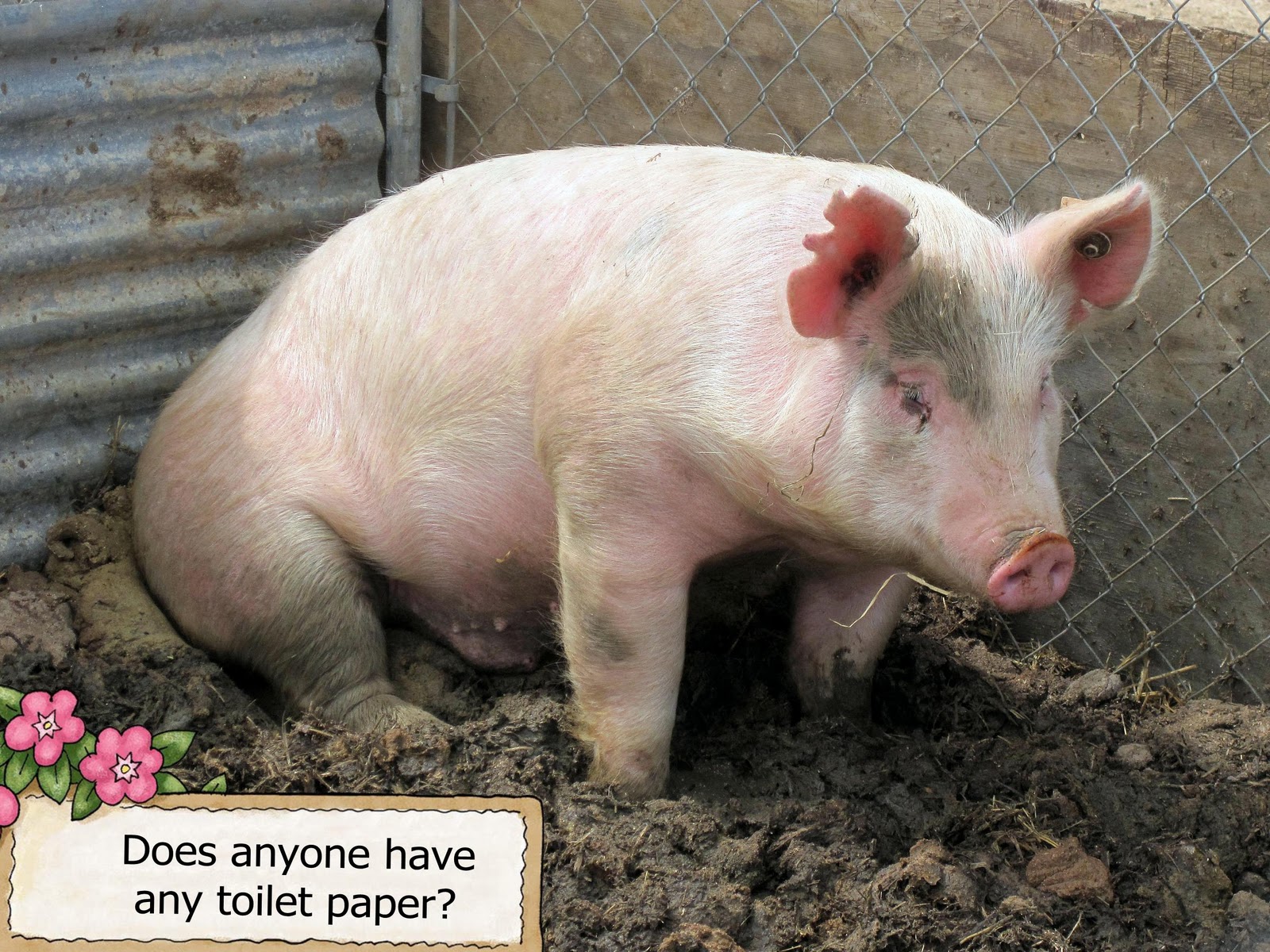 Three BCs and .....: Don't ask me why