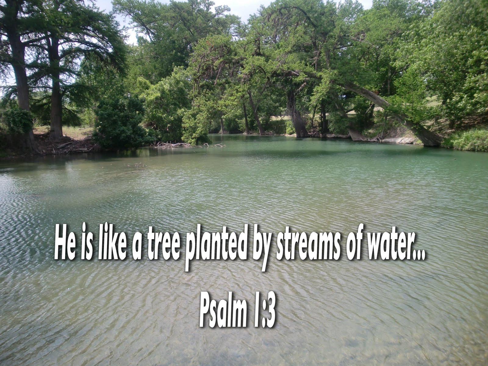 The Things I Ponder...: Psalm 1