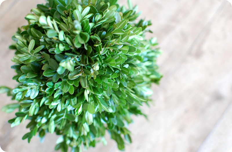 33 Shades of Green: Handmade Holidays: Fresh Boxwood Topiary Tutorial