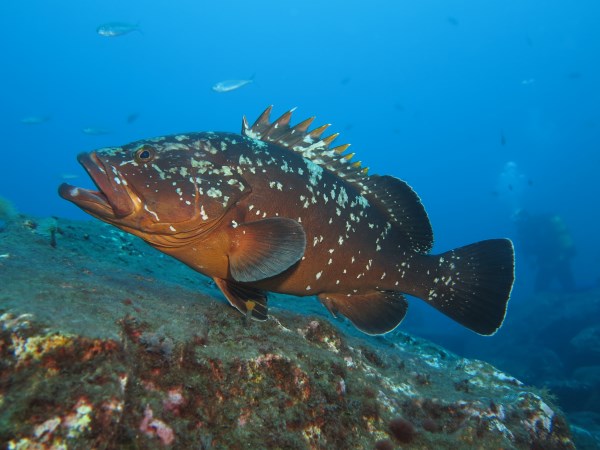 UNIVERSO DA PESCARIA: MERO