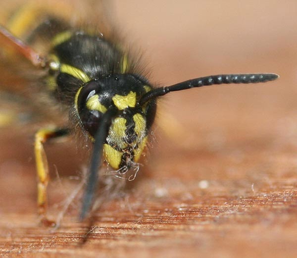 Donegal Wildlife: Identifications and recording