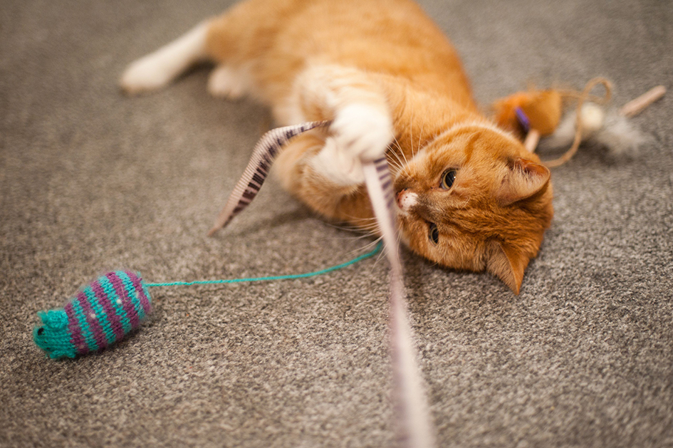 Ideal Toys For Small Cats Pets Home Garden ideal-toys-for-small-cats-pets-home-garden