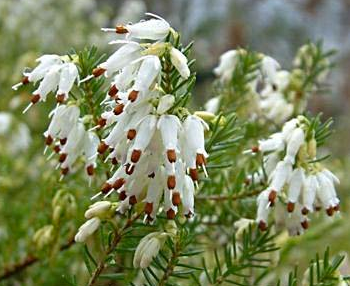 RHS Horticulture Student: P.I - WK6 - Erica carnea 'Springwood White'