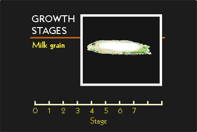 BP4K Kabupaten Cianjur: FASE PERTUMBUHAN TANAMAN PADI