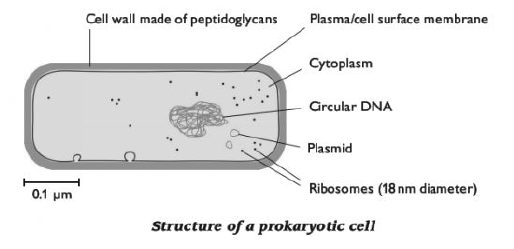 #5. Plan diagrams of tissue and organ, prokaryotic and eukariotic cells ...