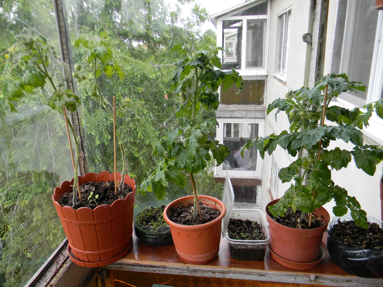 Gradina de pe balcon: Huston, we have a problem