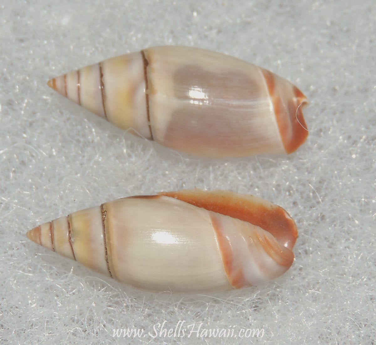 ShellsHawaii ...by Janjira: Hawaiian seashells /Kauai shells