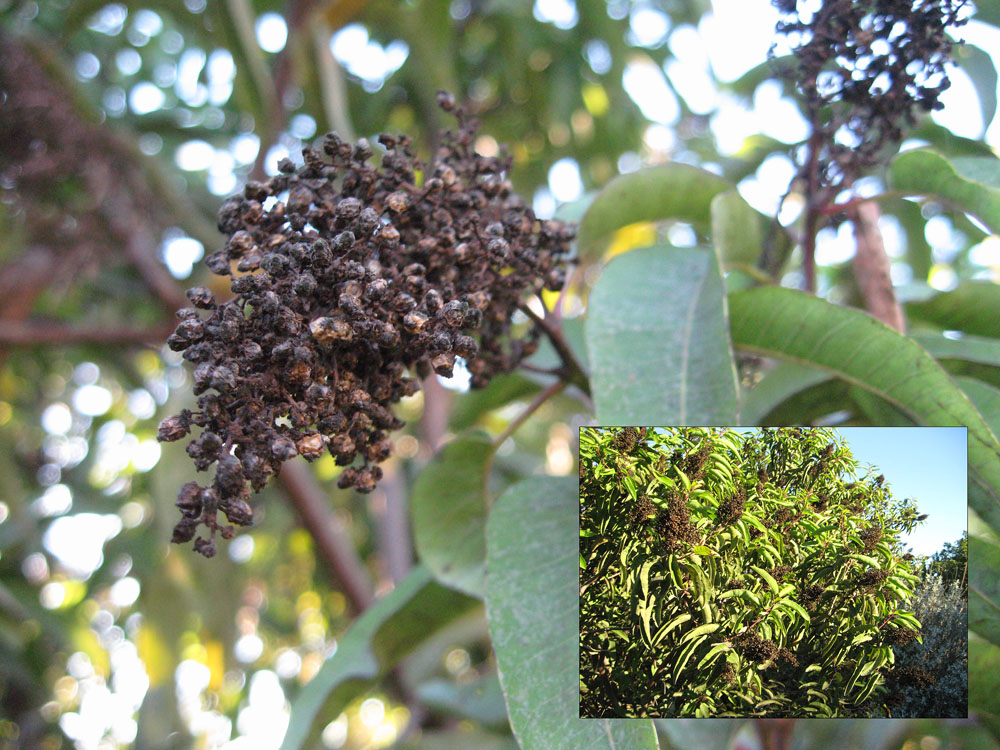 Mother Nature's Backyard - A Water-wise Garden: Plant of the Month ...