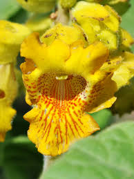 Argentina nativa: Cuerno del diablo (Ibicella lutea)