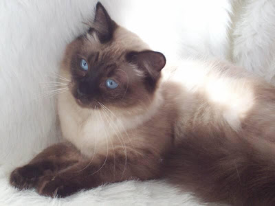 Balinese Cat - Cats of the world