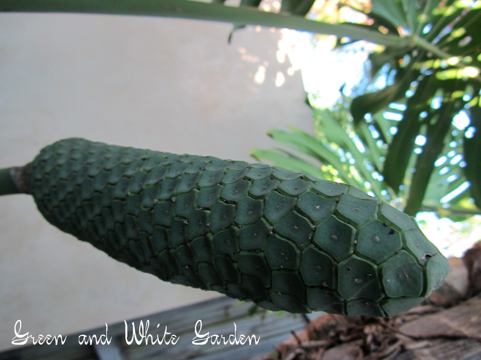 green and white garden: Delicious monster!