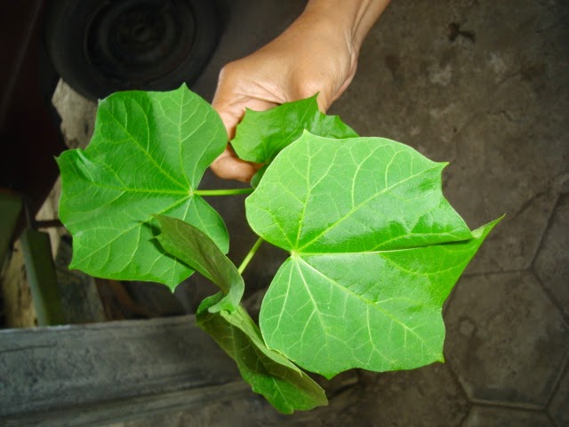 Manfaat tanaman jarak untuk pengobatan alami - Infounik07