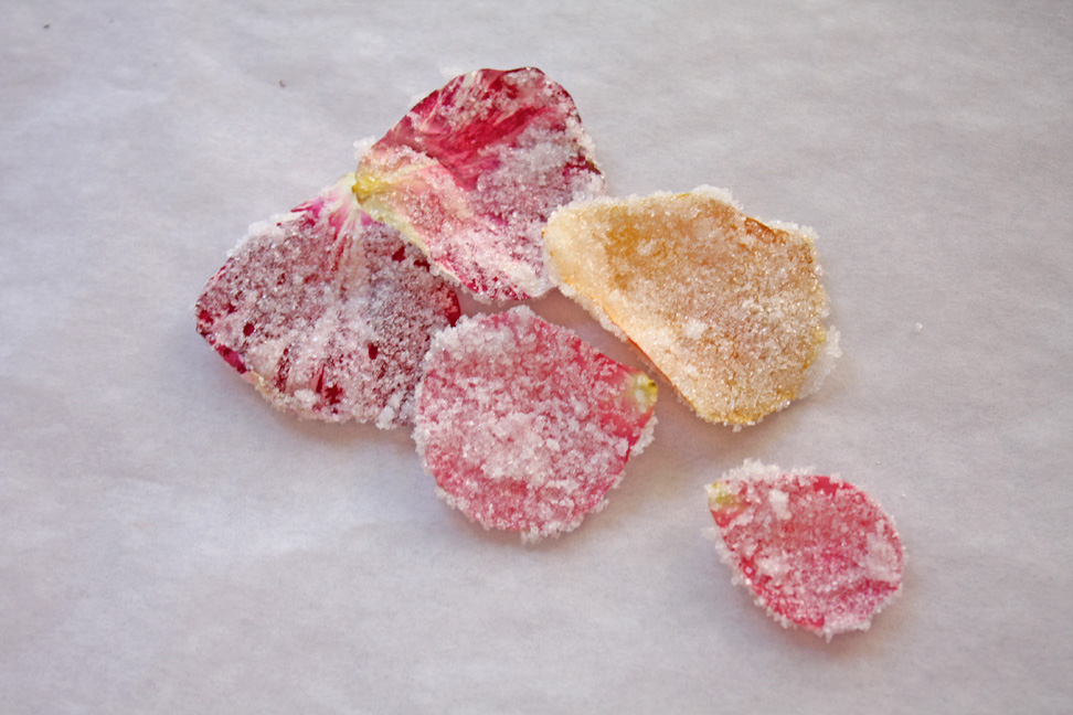 fudge ripple: sugared roses