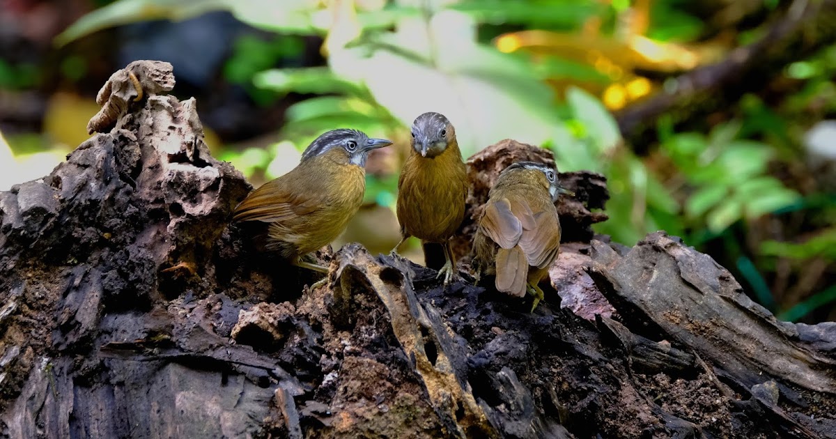 Mike is the name Birding is the game ( Birding in Malaysia - Malaysian ...