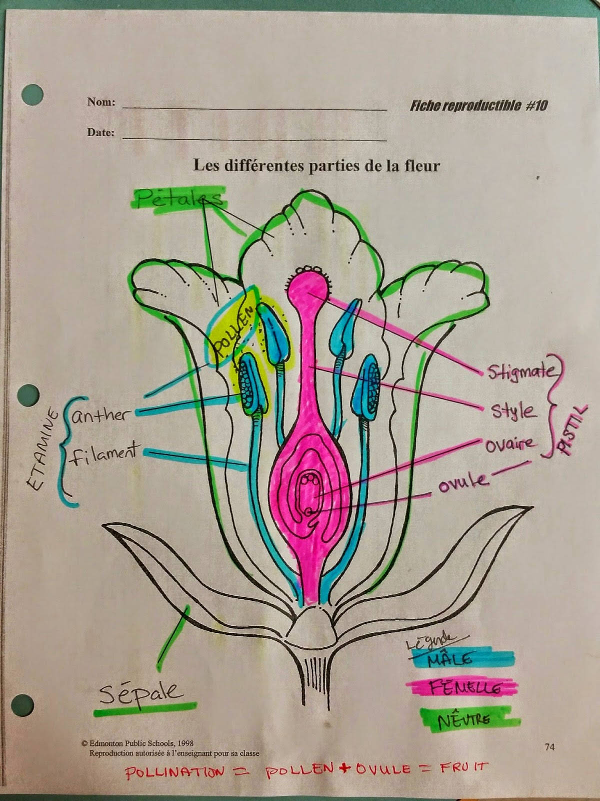 Mme Green's Classroom: Dissection des fleurs