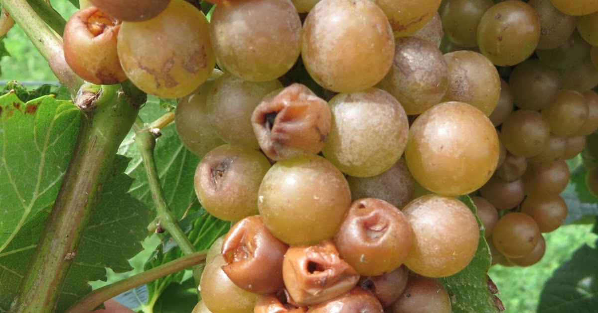 EnoViti: What is Sour Rot