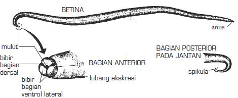 NEMATHELMINTHES ~ MATERI DAN SOAL IPA UNTUK SMA
