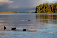 Nature remains.: Tainted Snow (SWF)