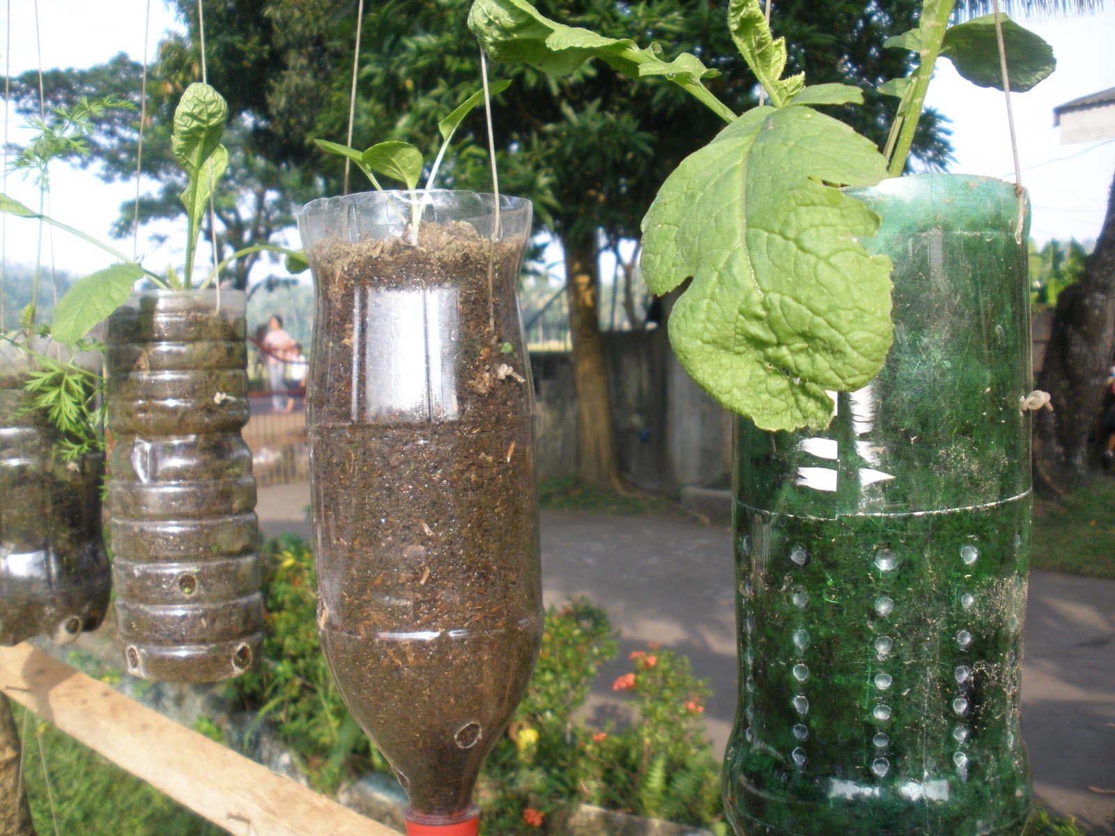 kathryn's blog: Gulayan Sa Paaralan @ Impact Learning Center