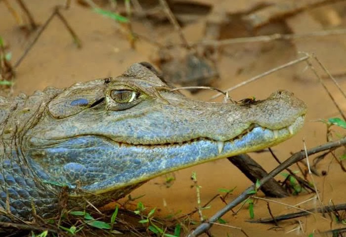Album de la Selva Americana: Caimán de anteojos