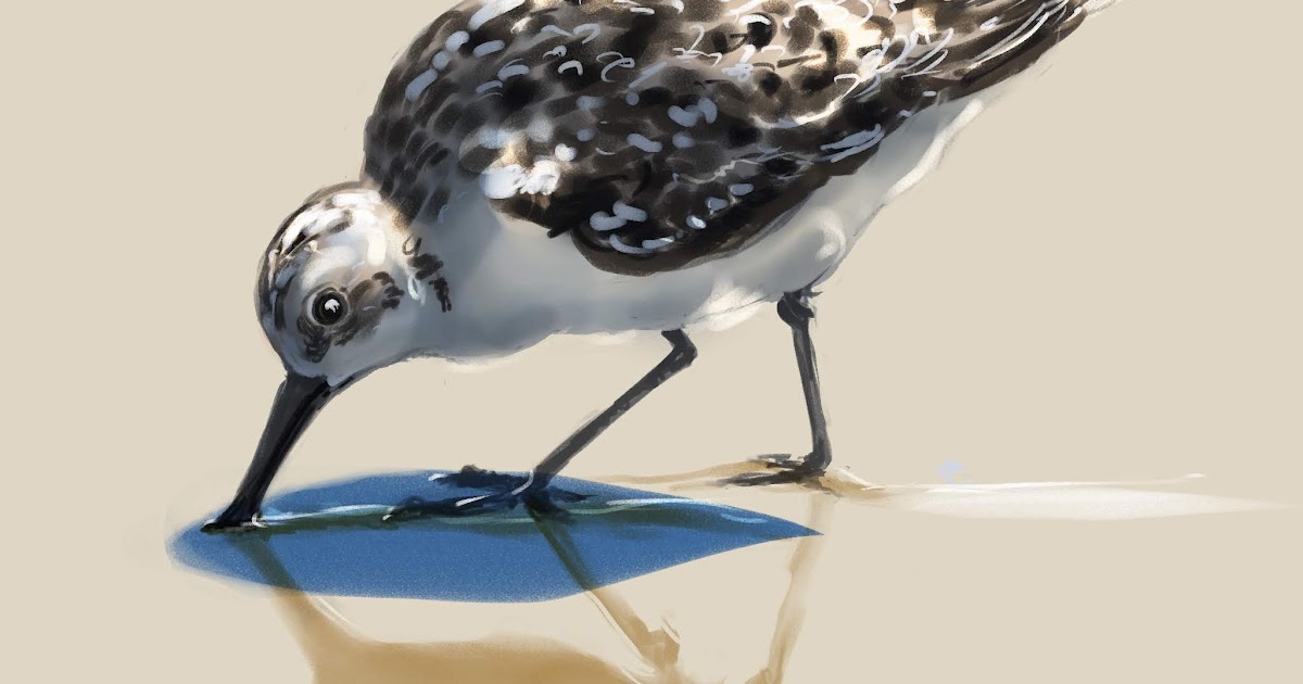 Birds: Sanderling