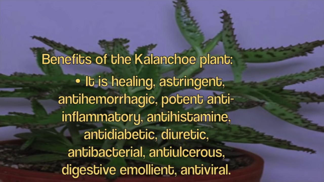 Cancer Cells Die Instantly When Consuming a Leaf of This Spectacular ...