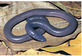 Blog Biologia: Resumo - Anfíbios