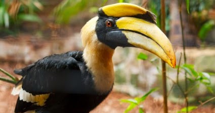 Burung Rangkong papan Khas (kalimantan Indonesia.) ~ hewan-hewan