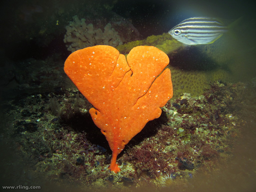 Real Monstrosities: Orange Fan Sponge