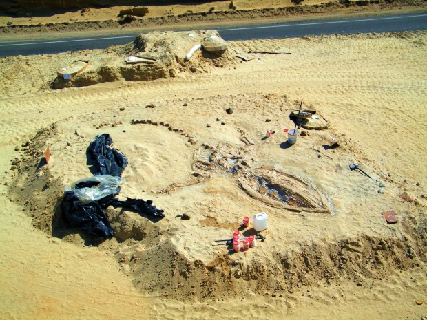 Amazing World: Massive Whale Fossil Graveyard In Chile