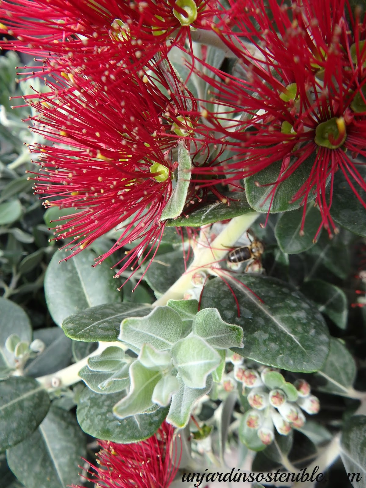 Metrosideros excelsa o ( Pohutukawa "El eslabón perdido")