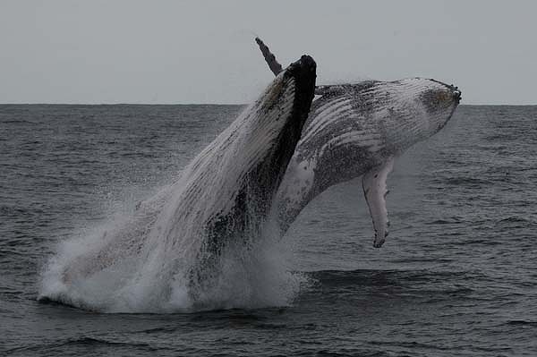 White Wolf : The Beauty of the Humpback Whale's Ballet (Video-Photos)