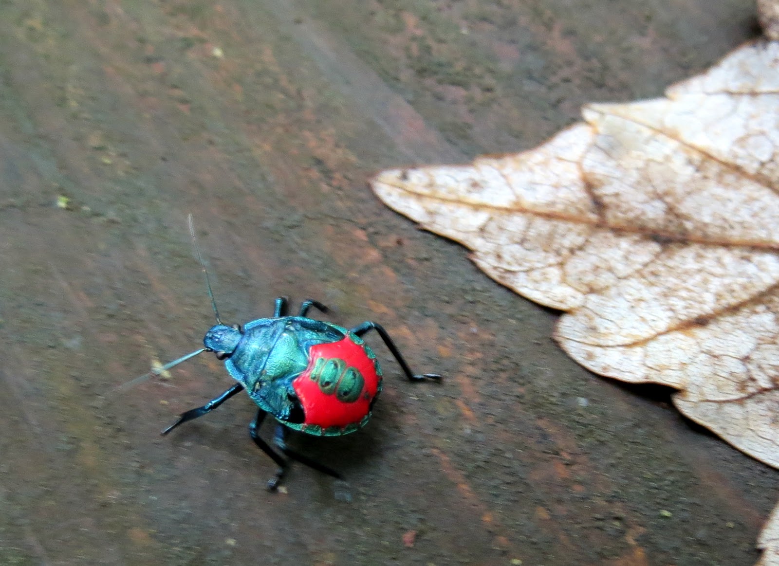 Another Take on Life, the World, and Adventure: Creepy Crawly BUGS!