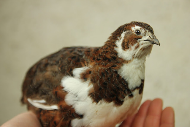 Colours of Coturnix Quail - A Celebration of these beautiful little ...