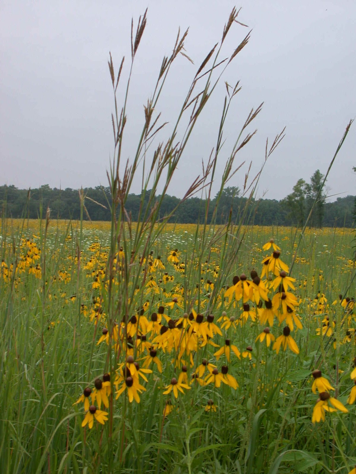Family Roots: Clark, Jones, Corbin, and McCauley: Love Those Flint ...