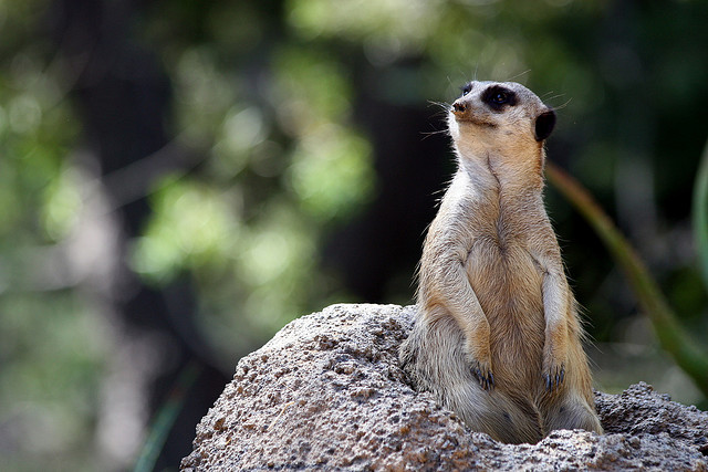 The Meerkat - Sun Angel of Africa | The Ark In Space