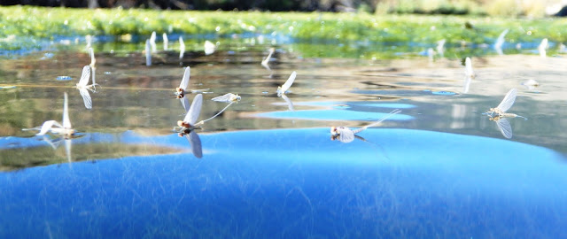 Mountains, Rivers, & Trout: October Summary: Fall Baetis Hatch (& Some ...