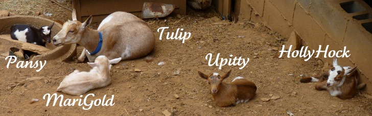 BooneDocksWilcox: Saturday July 2nd Pics