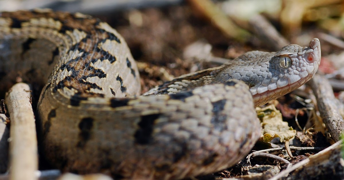 FAUNA Y FLORA DEL MUNDO: VÍBORA