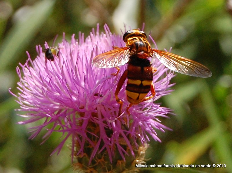 Hablando en verde: La mosca que simulaba ser una gran avispa